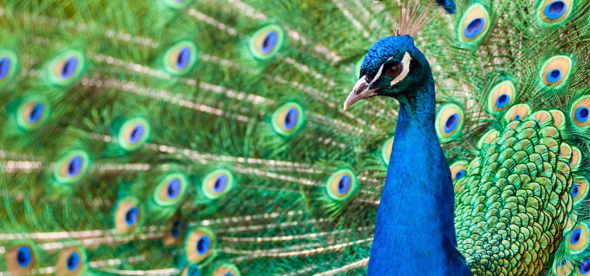 Barings Global High Yield Bond Fund